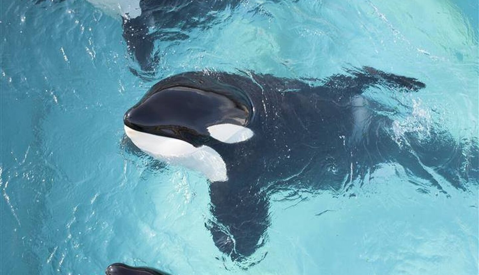 32-Year-Old Orca Dead After Nearly A Lifetime In Captivity - The Dodo