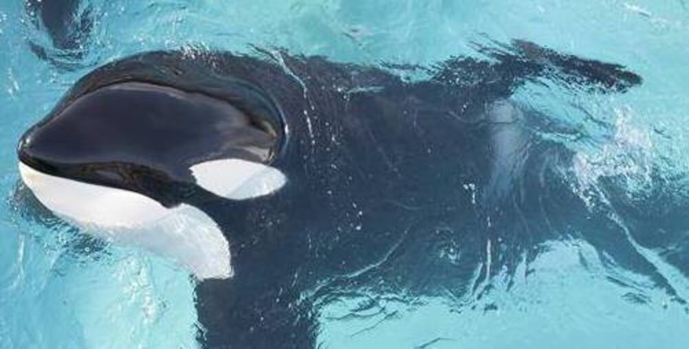 32-Year-Old Orca Dead After Nearly A Lifetime In Captivity - The Dodo