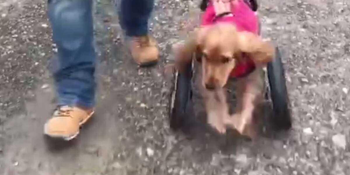 This Dog Was Born With Twisted Legs But Refused To Give Up - Videos ...