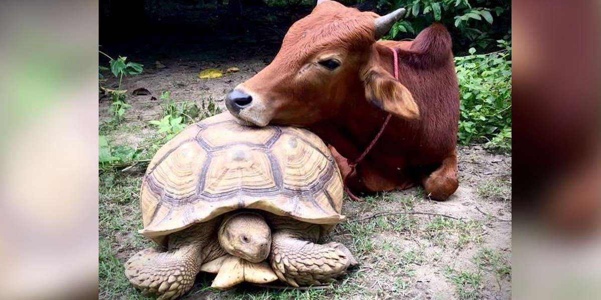 Baby Cow And Giant Tortoise Are Obsessed With Each Other - The Dodo