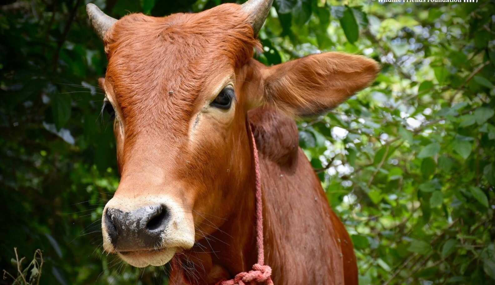 Baby Cow And Giant Tortoise Are Obsessed With Each Other - The Dodo