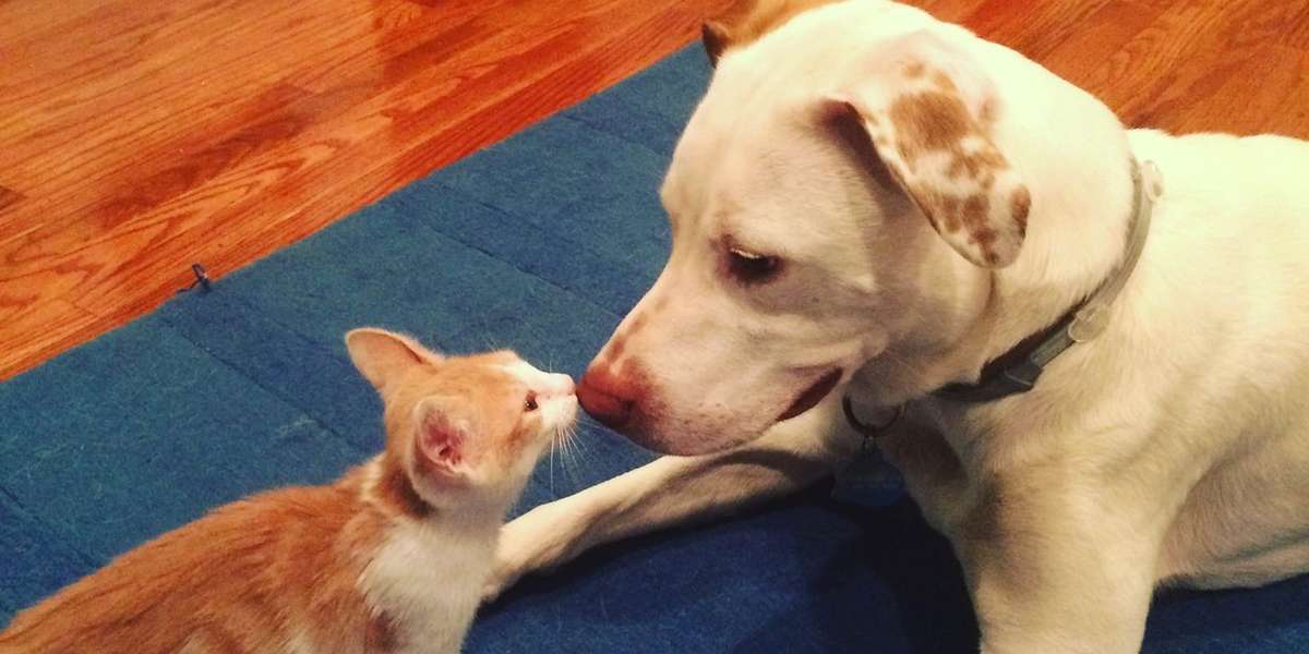 Dog Comforts Foster Kittens To Help Him Cope With Anxiety - The Dodo
