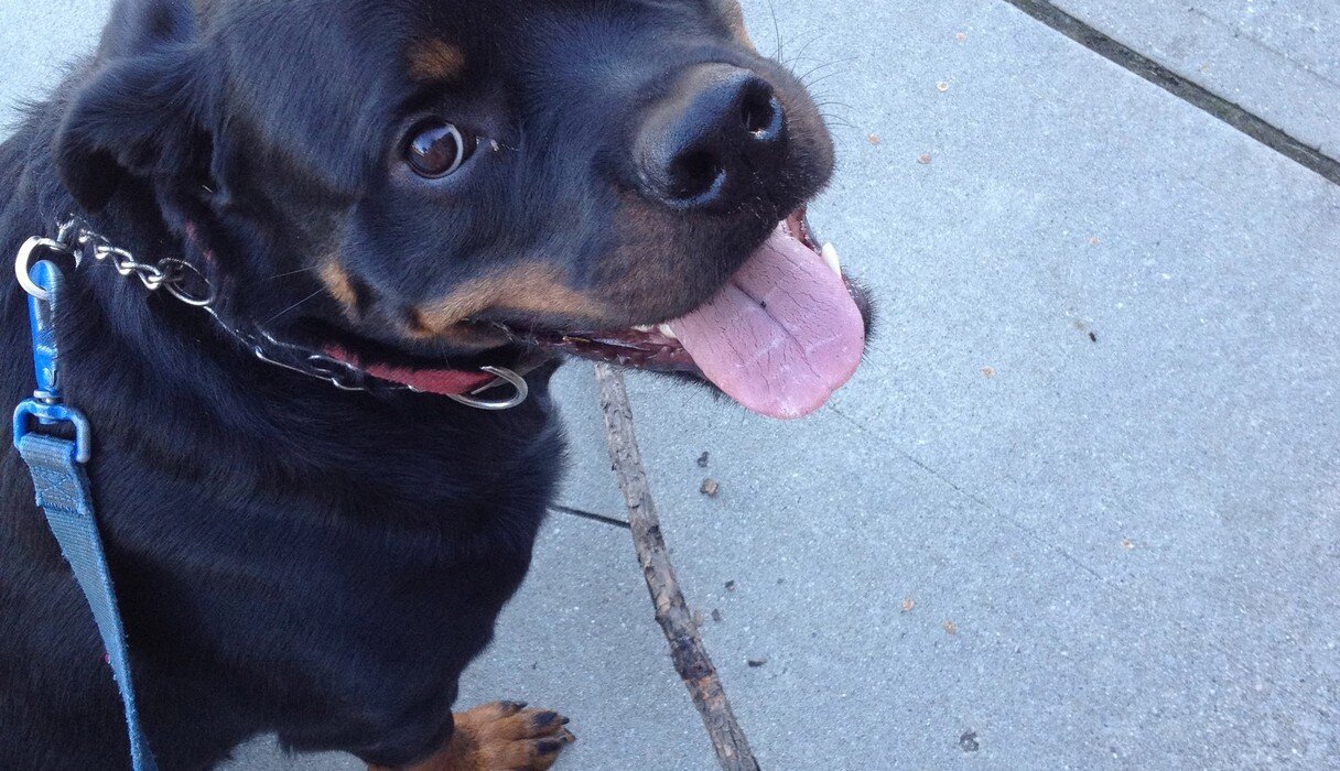 How Do I Keep My Dog Alive Forever