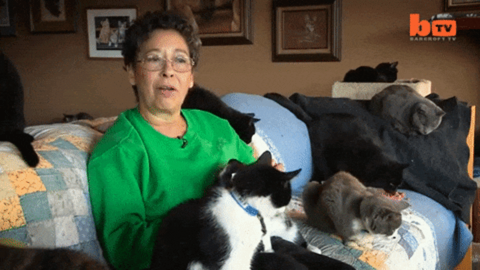 Woman With 1,100 Cats Is The Ultimate Cat Lady - The Dodo