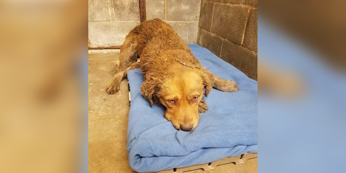 Golden Retriever Attacked By Dogs Has Amazing Transformation - The Dodo