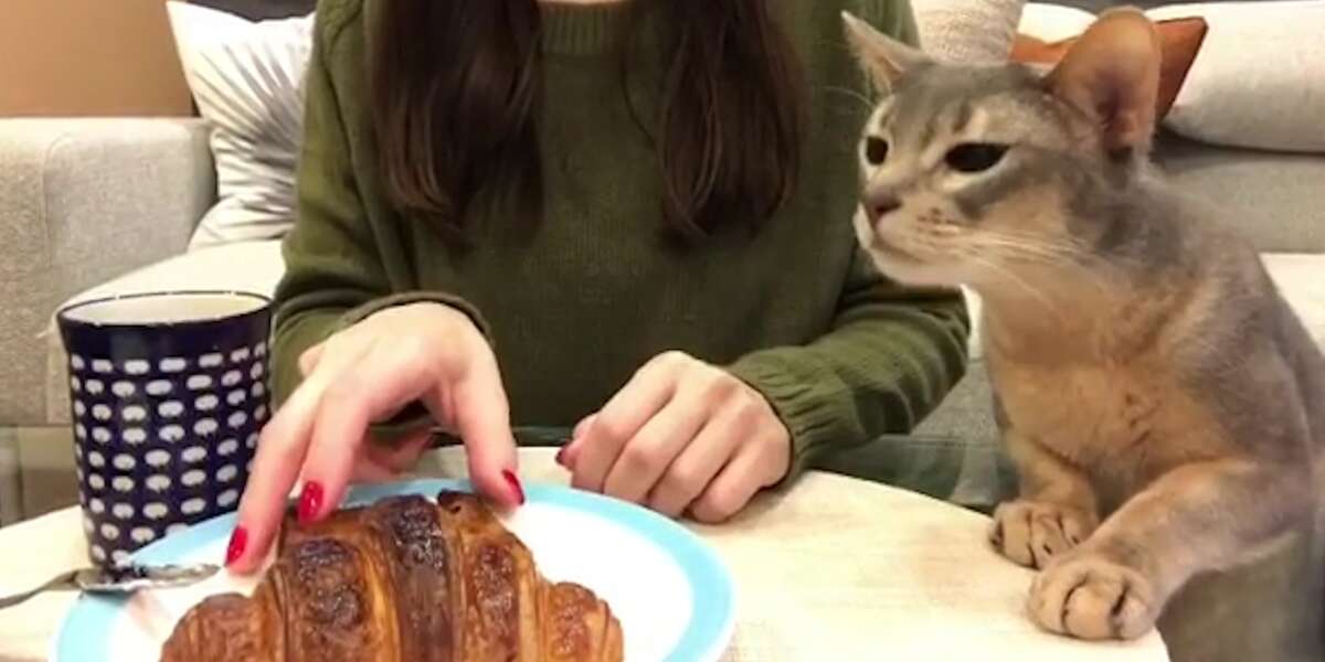 Cat Wants His Mom's Croissant - The Dodo