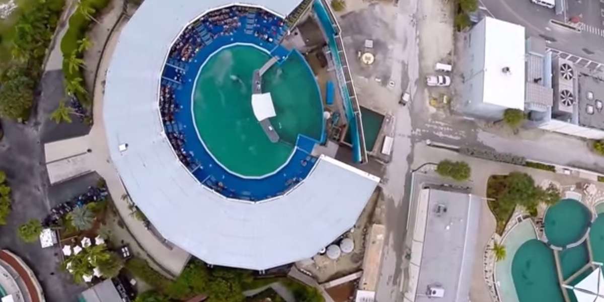Drone Footage Reveals The Loneliest Orca’s Tiny Tank - The Dodo