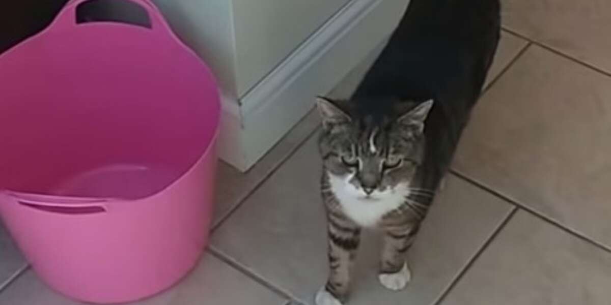 Scaredy Cat Man Is Terrified Of Actual Cat Who Appears In His Kitchen ...