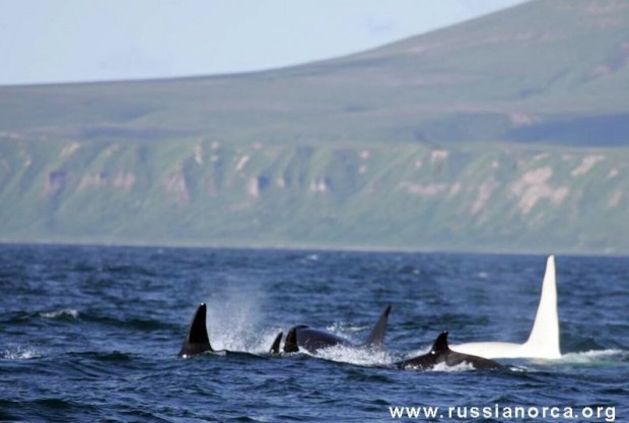 ‘White Whale’: Wild Orca Is One Of Only Four Of Its Kind Ever Seen ...