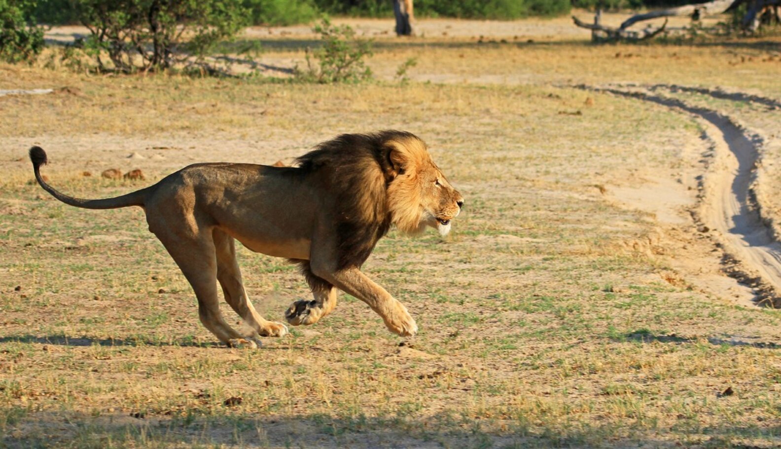 We Can Do A Lot More To Save Lions Than Sign Petitions For Cecil - The Dodo