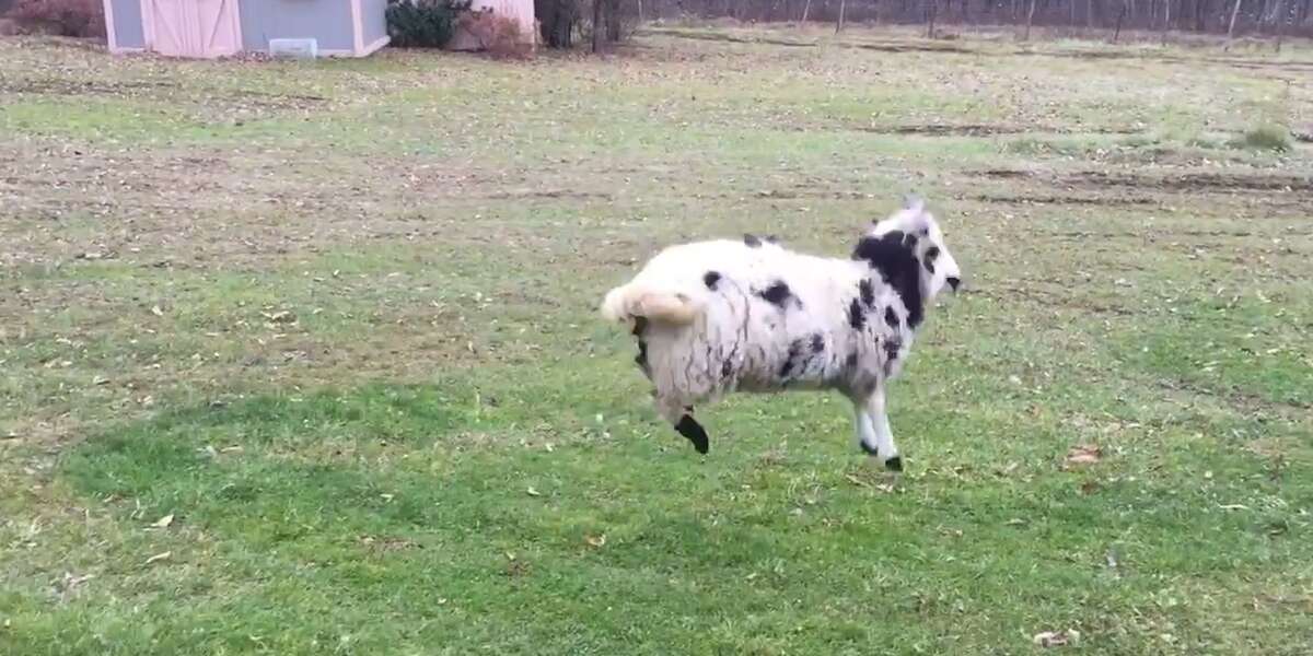 Happy Sheep Can't Stop Bouncing - Videos - The Dodo