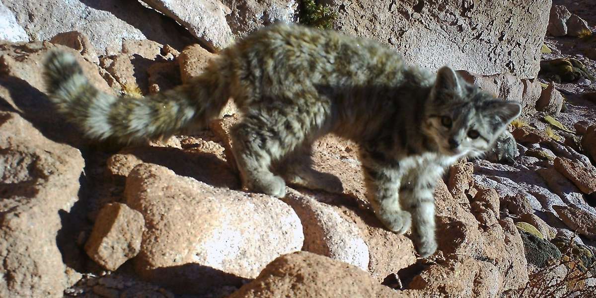 New Photos Captured Of One Of The World's Rarest Cats - The Dodo