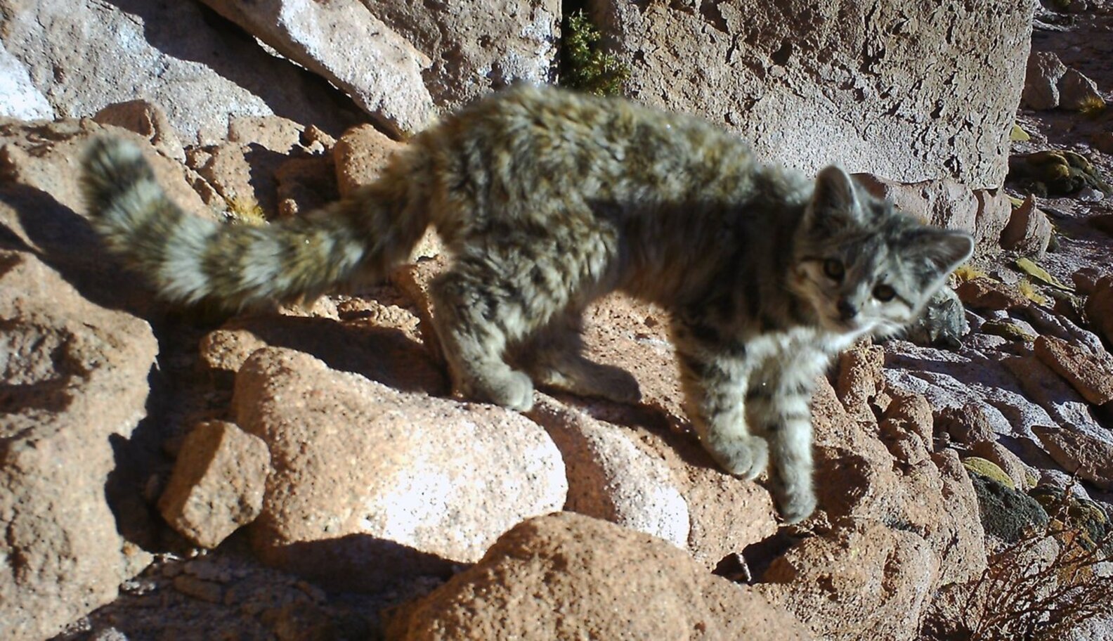 New Photos Captured Of One Of The World's Rarest Cats - The Dodo