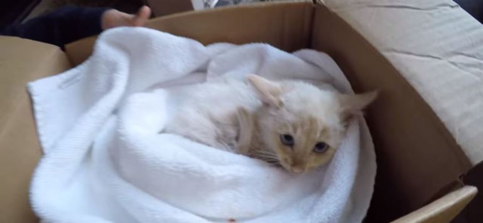 Family Finds A Frozen Kitten, Then Brings Him Back To Life - The Dodo