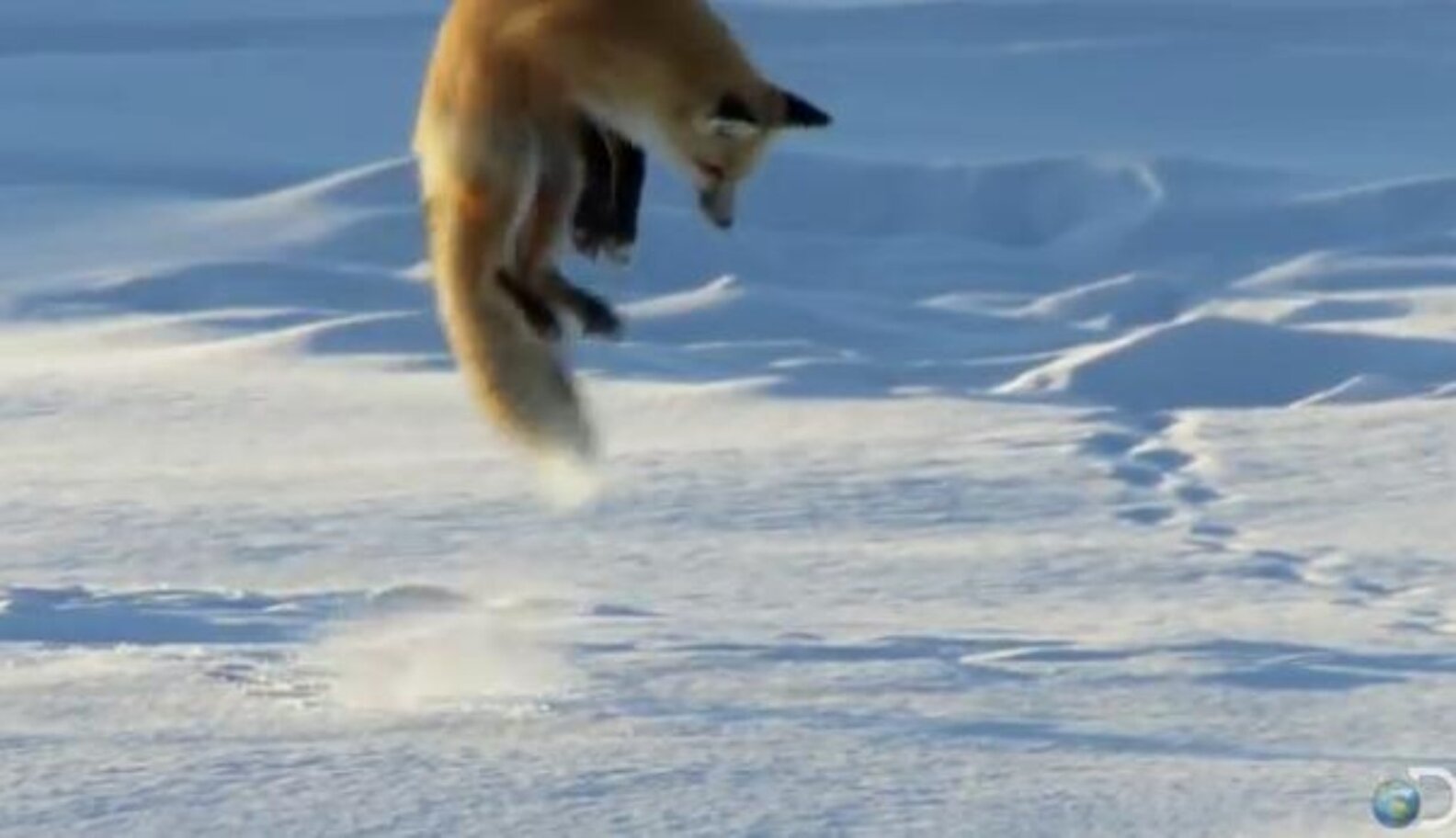 If You've Never Seen A Fox Dive-Bomb Into The Snow, It's Time - The Dodo