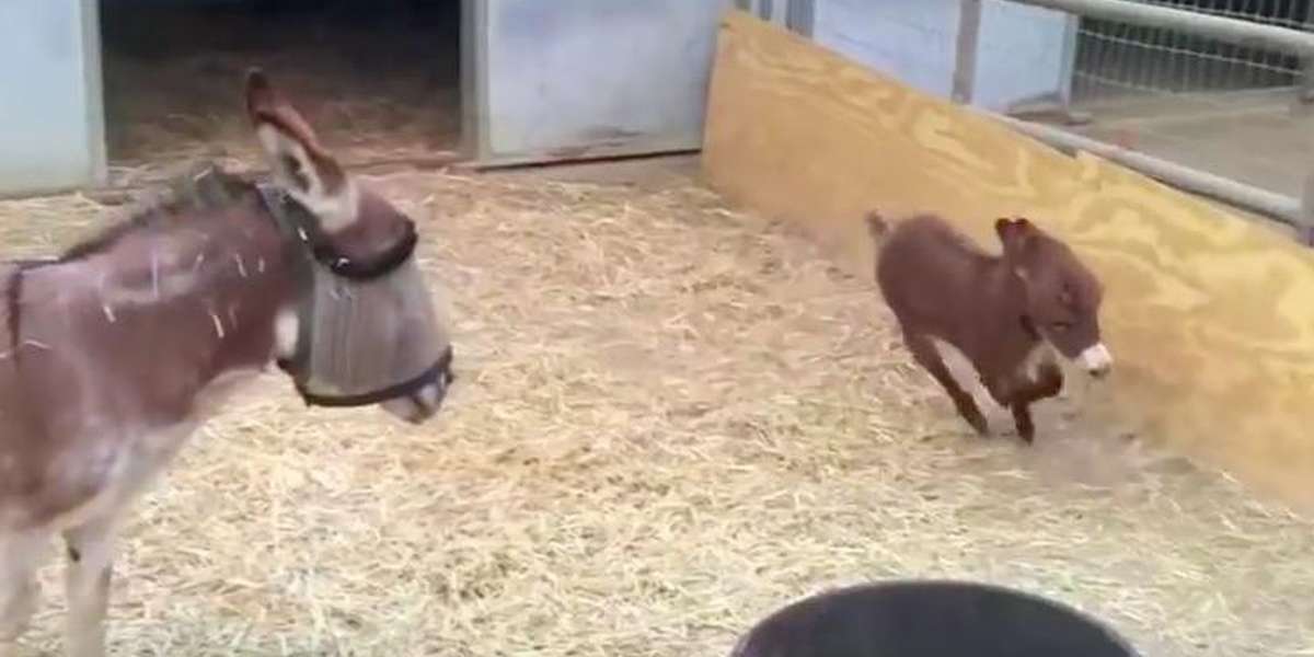 Tiniest Donkey Ever Races Circles Around His Patient Mom - The Dodo