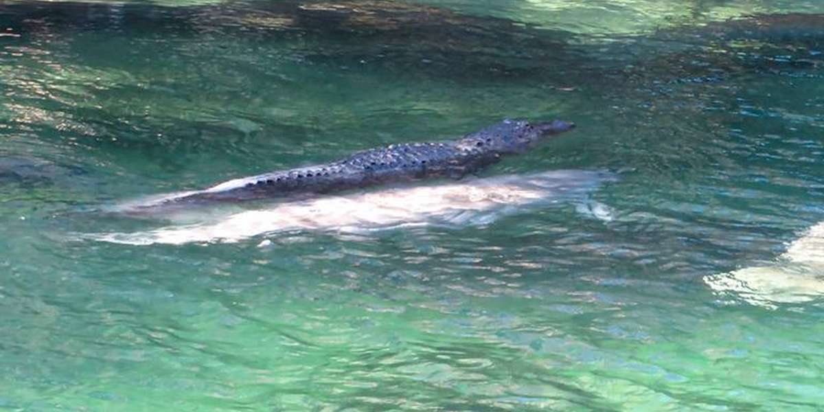 Alligator Goes For A Swim Atop His Manatee Friend - The Dodo