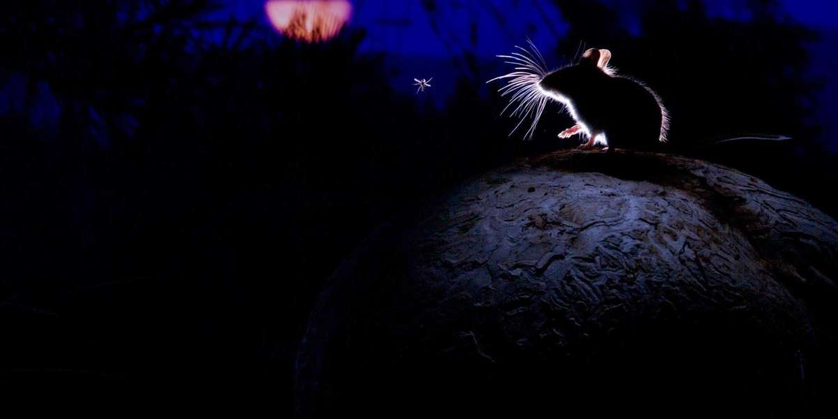 Moonlight and Mouse - The Dodo