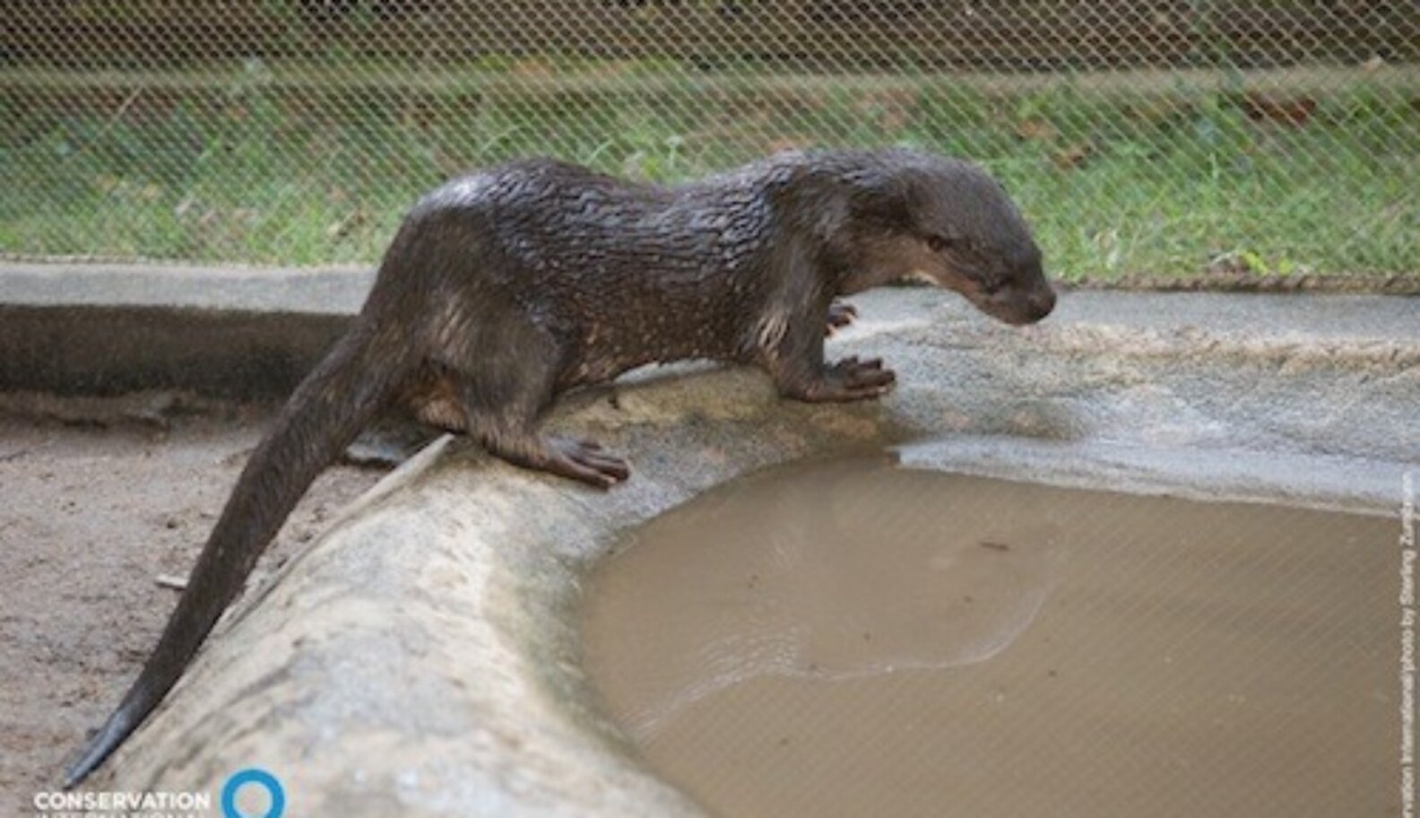 9 Things You Need To Know About The Rarest Otters On Earth - The Dodo