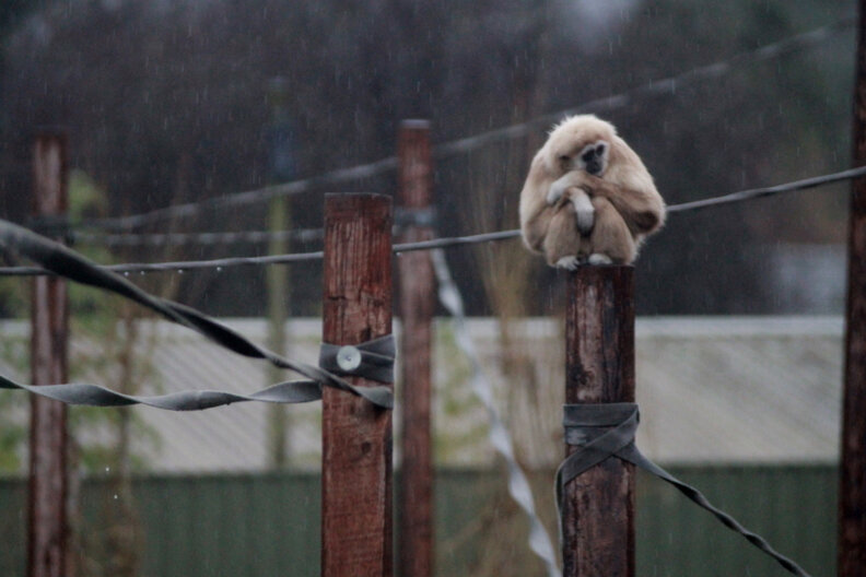 Devastating Floods Can't Drive Monkeys From Sanctuary Home - The Dodo