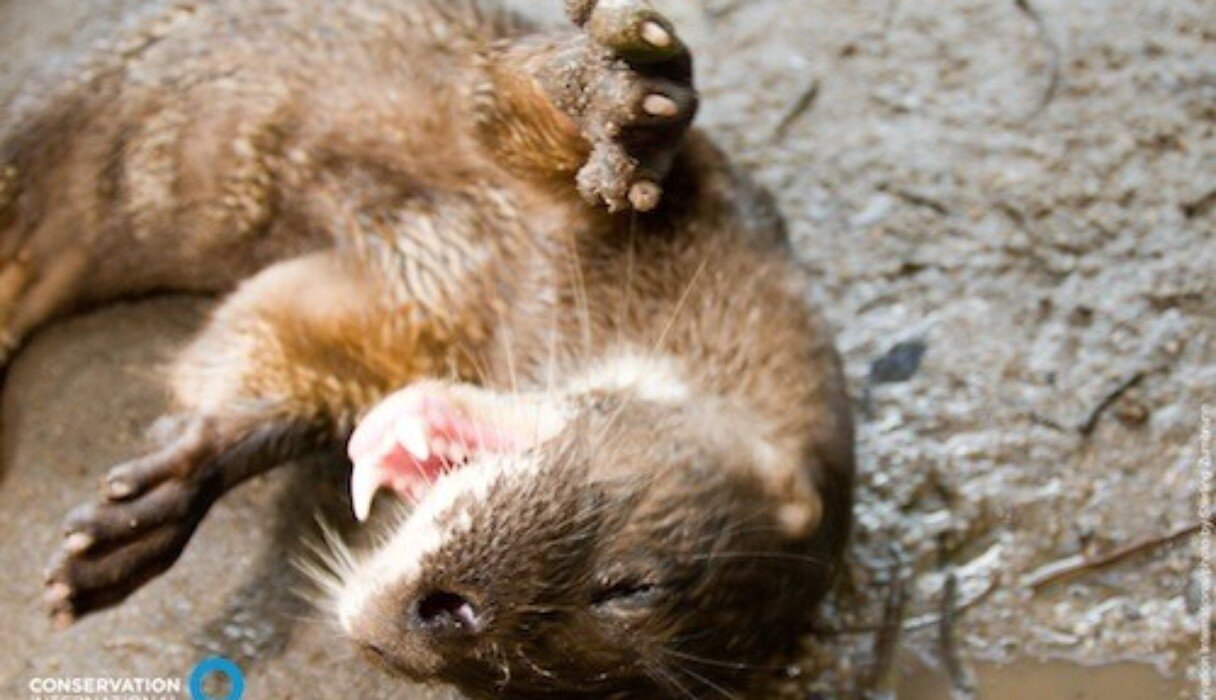 9 Things You Need To Know About The Rarest Otters On Earth - The Dodo
