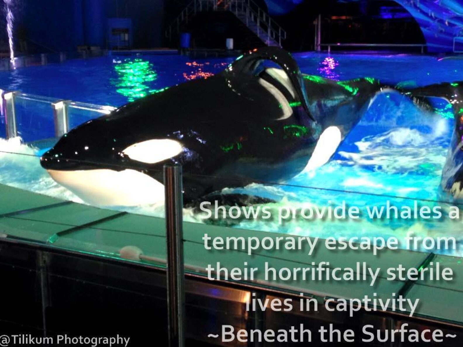 DEPRESSION AT SEAWORLD - The Dodo