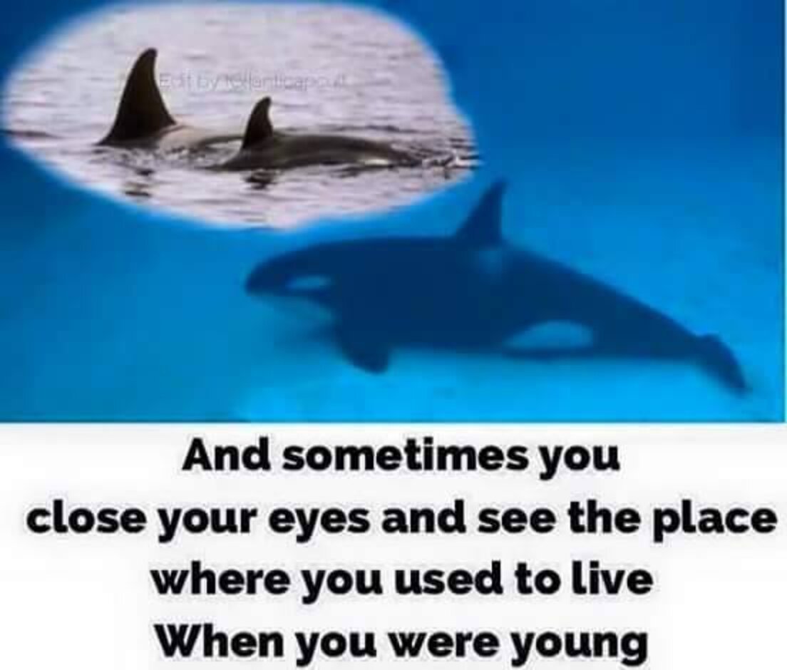 DEPRESSION AT SEAWORLD - The Dodo