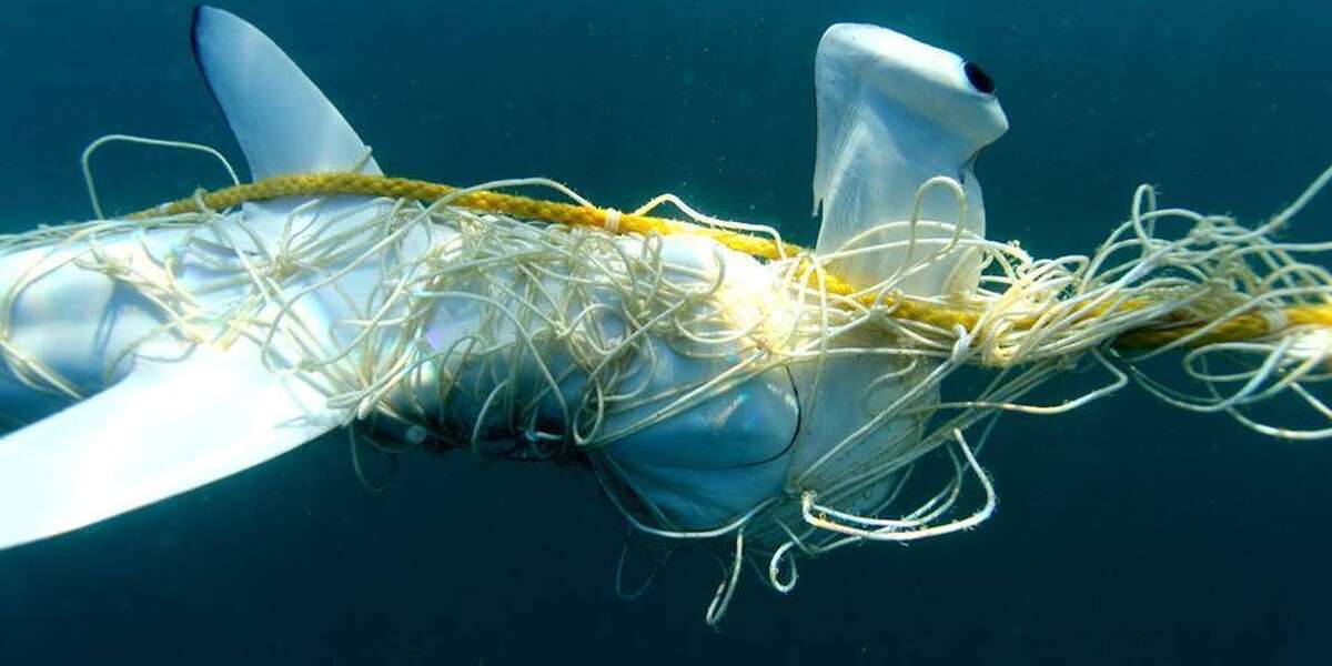 Northern NSW Shark Nets could be in for five years! - The Dodo