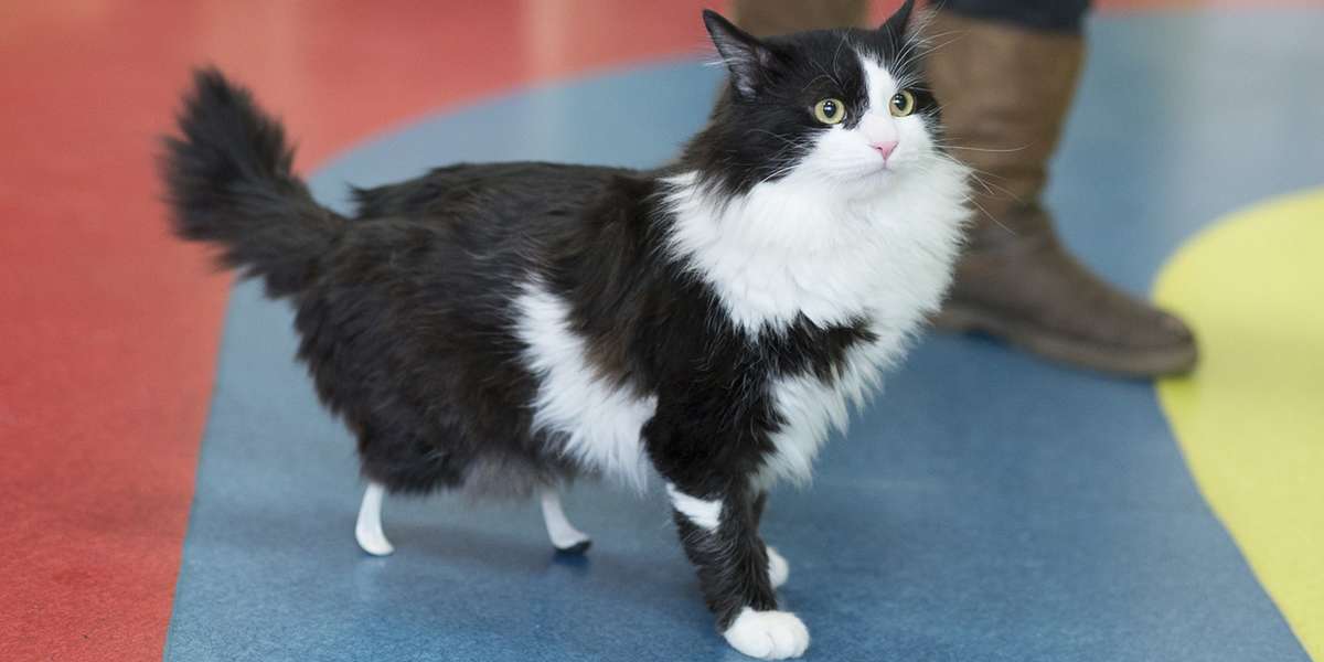 Amputee Cat Gets New Set Of 'Peg Legs' - The Dodo