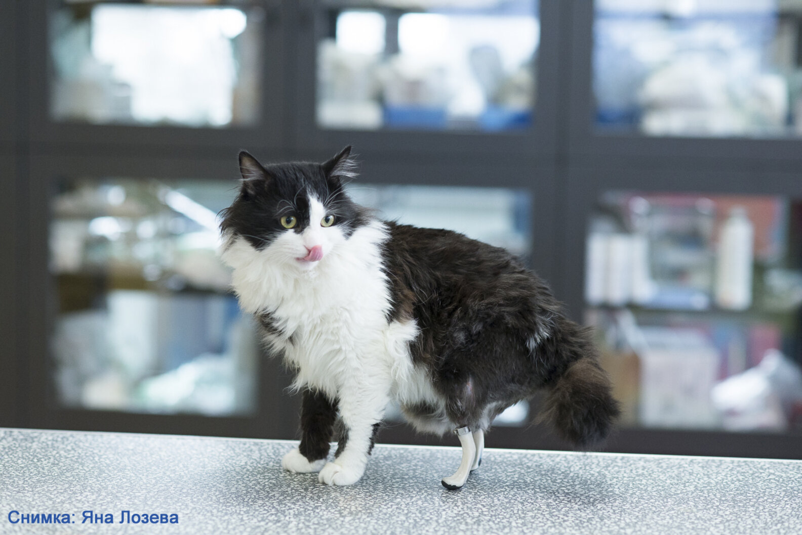 Amputee Cat Gets New Set Of 'Peg Legs' - The Dodo