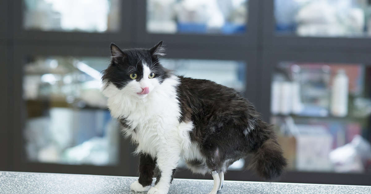 Amputee Cat Gets New Set Of 'Peg Legs' - The Dodo