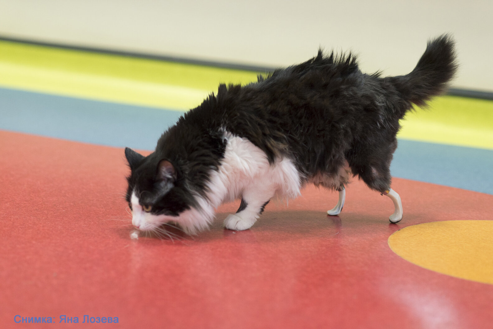 Amputee Cat Gets New Set Of 'Peg Legs' - The Dodo