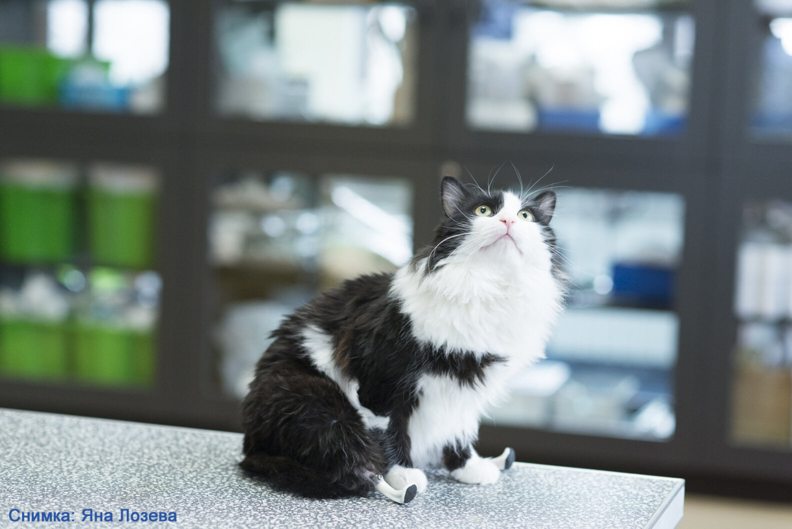 Amputee Cat Gets New Set Of 'Peg Legs' - The Dodo