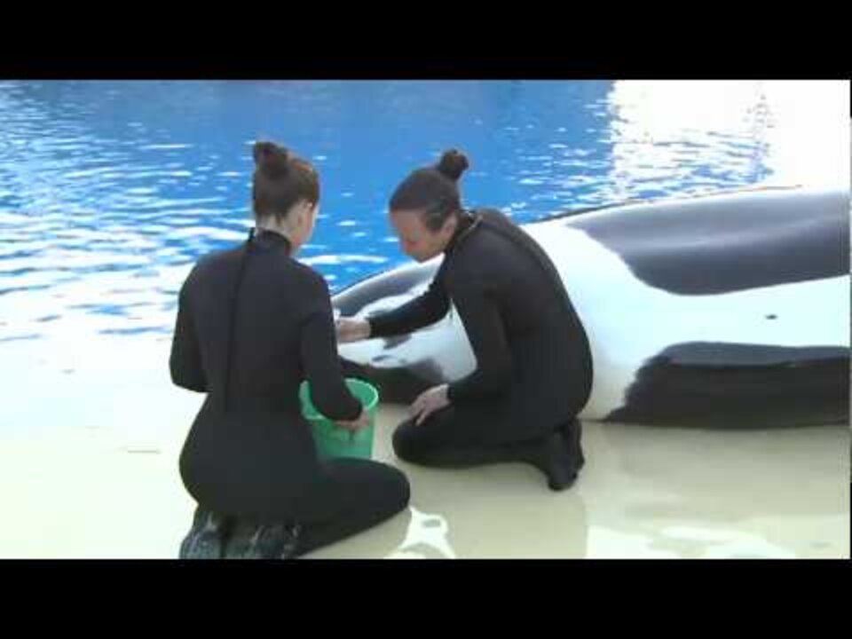 Trainers "forced" to milk Orca - {Wouldn't it help if she were allowed ...