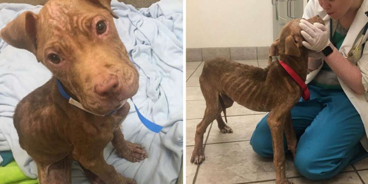 Starved Puppy Is So Excited To See Rescuers, He Can Hardly Stand - The Dodo