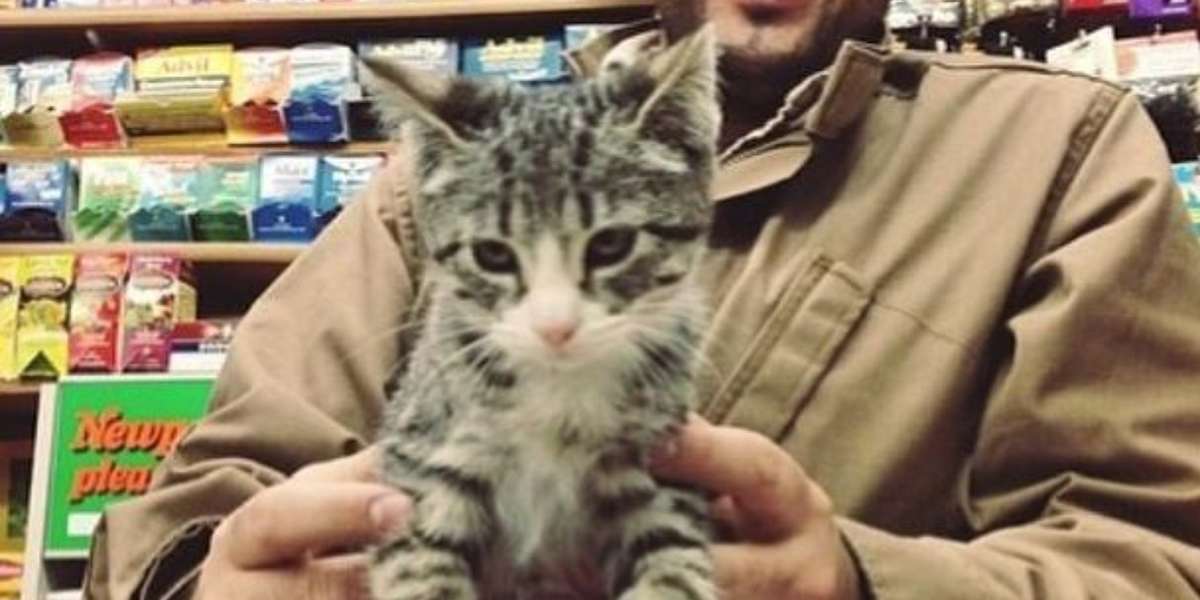 Bodega Cats Of Instagram Is Everything You Didn't Know You Needed - The ...