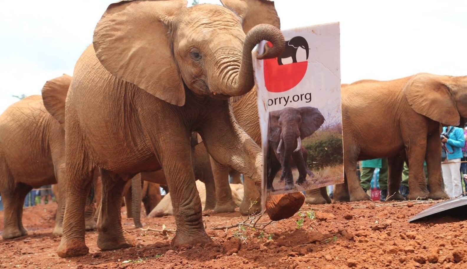 How We Can Save Elephants Right Now - The Dodo