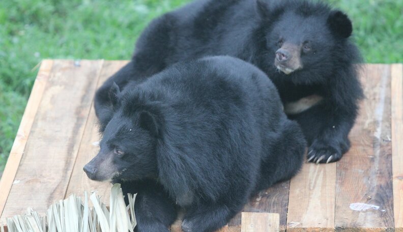 Bears Caged Next To Each Other Now Spend Their Days Cuddling - The Dodo