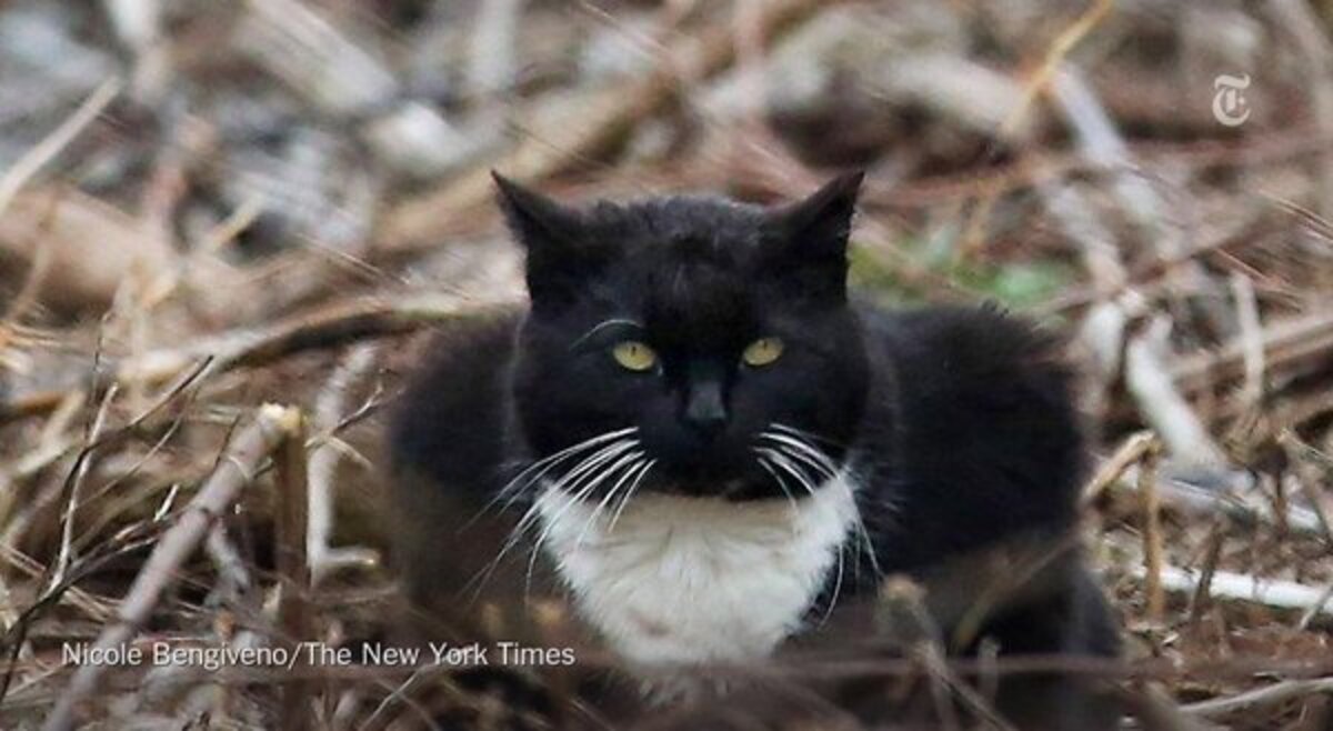 Cat people vs. bird people: Whose side are you on? http://nyti.ms ...