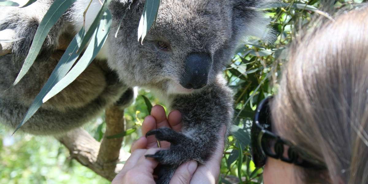 Koala Shows Up With A Surprise For The People Who Saved Her Life Years ...