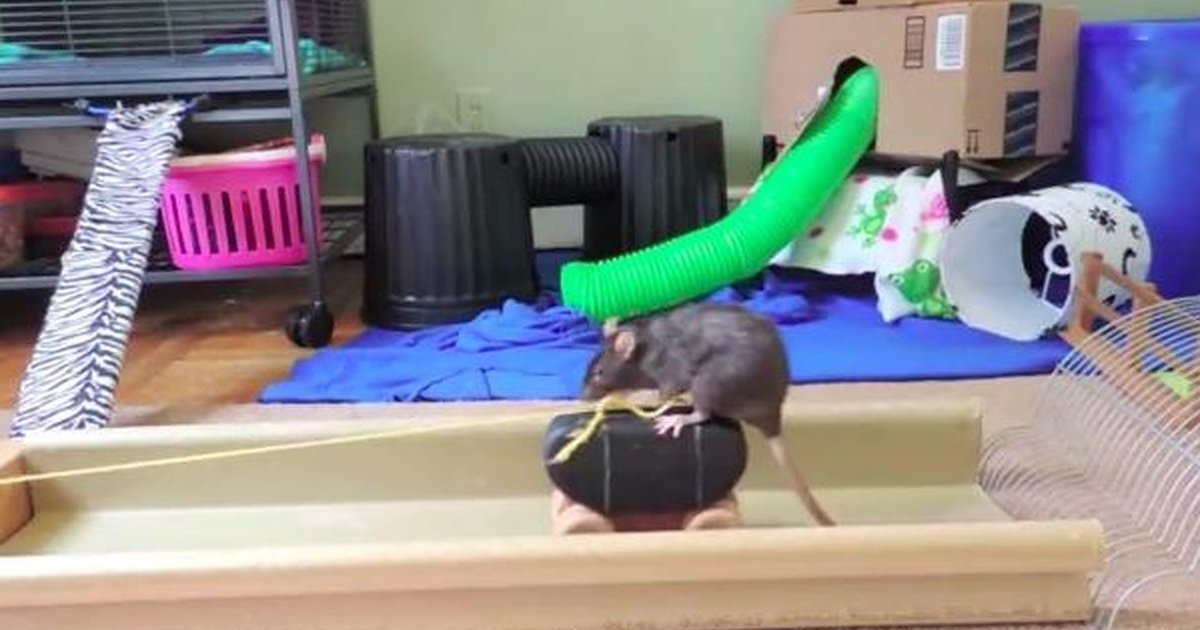 Brilliant Rat Completes Obstacle Course That Would Puzzle Any Dog - The ...
