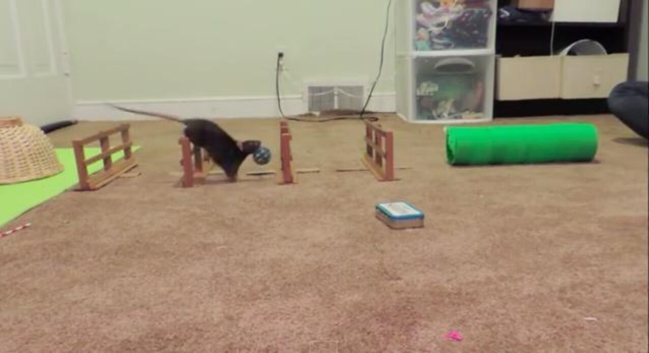 Brilliant Rat Completes Obstacle Course That Would Puzzle Any Dog - The ...