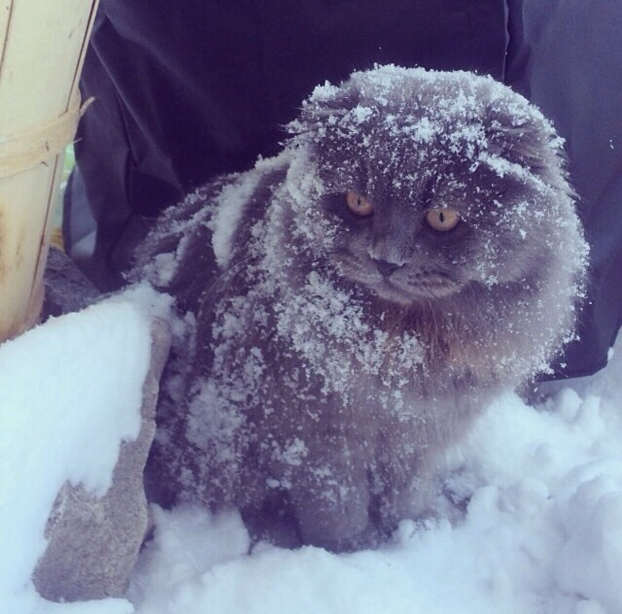 9 Cats Who Think That Snow Is Absolute Witchcraft - The Dodo