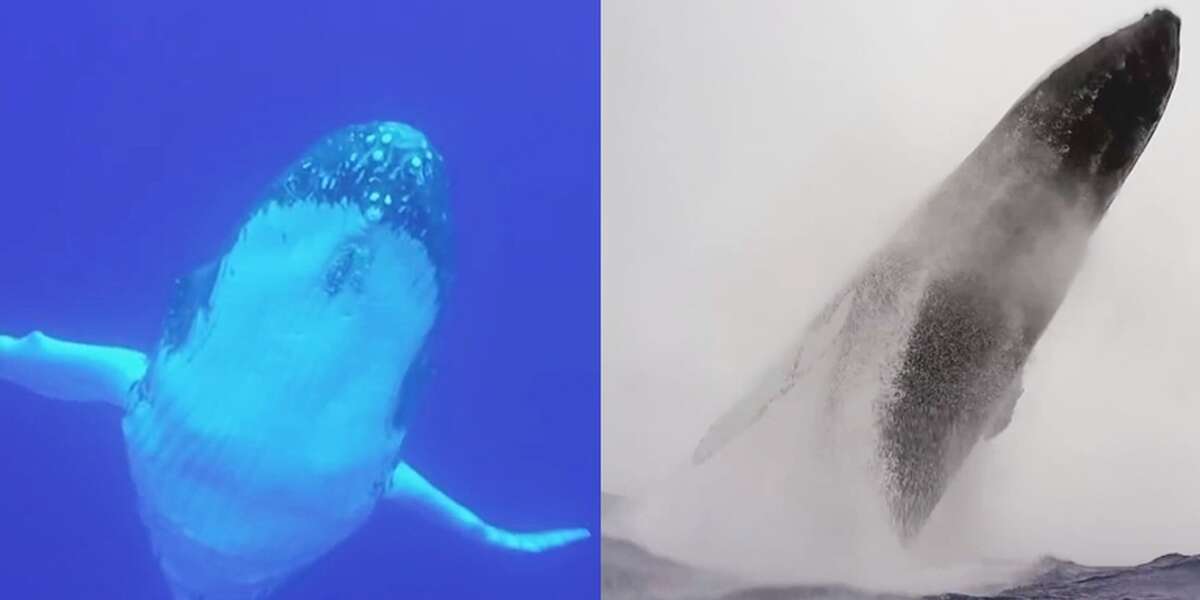 Video Shows Massive Whale Jumping Out Of The Ocean - The Dodo