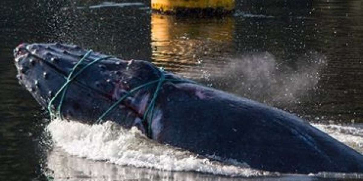 Whale Caught In Fishing Nets Was So Tangled She Couldn't Breathe - The Dodo