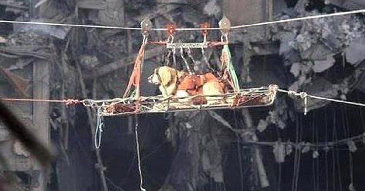Remembering The Bravery Of The 9/11 Rescue Dogs - The Dodo