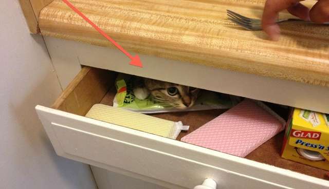 14 Cats Who Found The Perfect Drawer - The Dodo