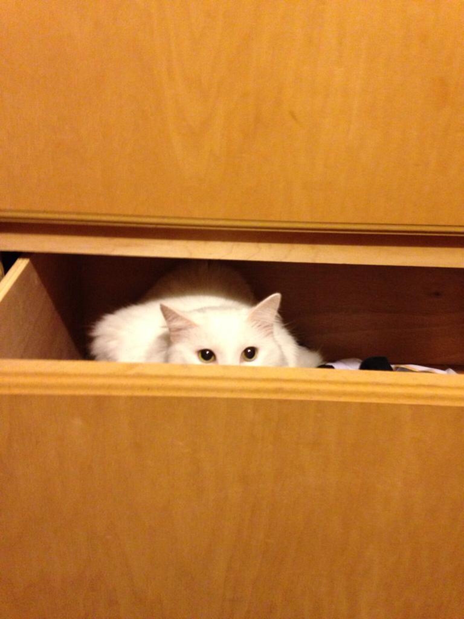 14 Cats Who Found The Perfect Drawer - The Dodo