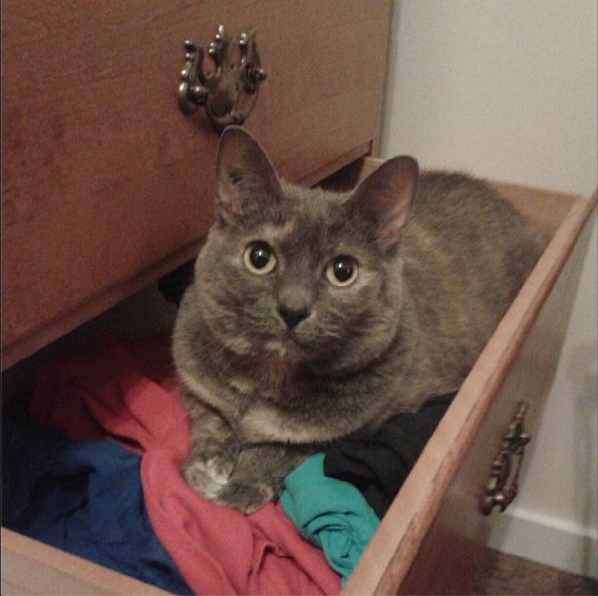 14 Cats Who Found The Perfect Drawer - The Dodo