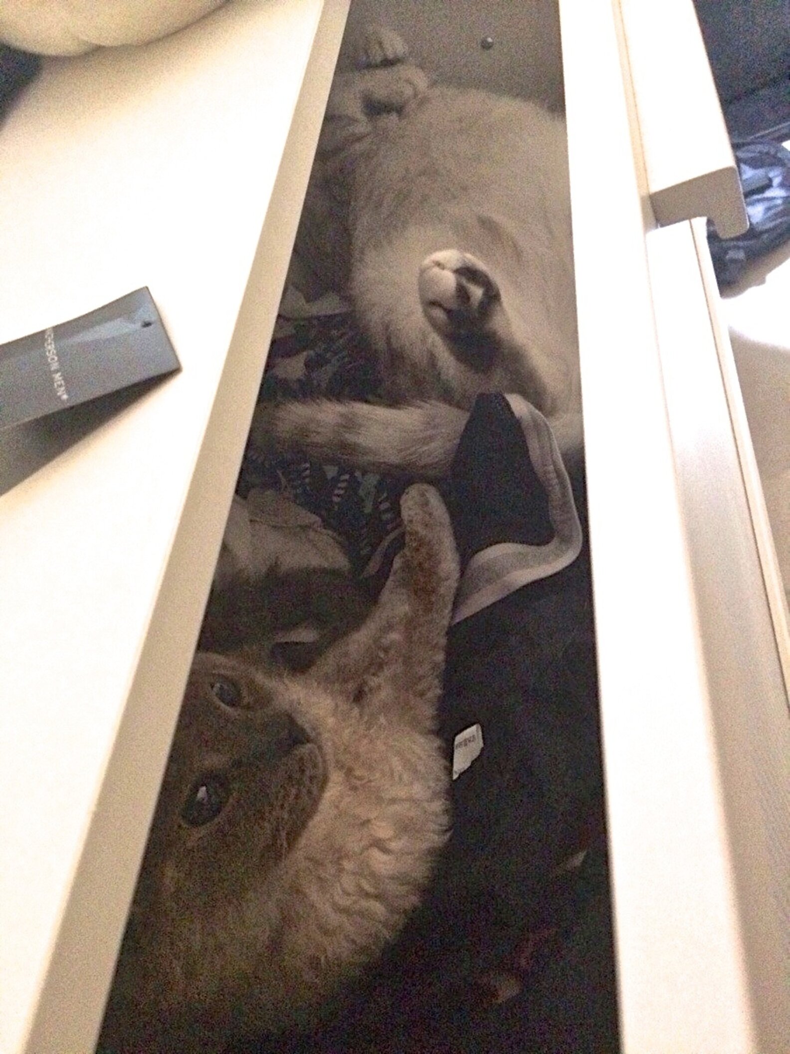 14 Cats Who Found The Perfect Drawer - The Dodo